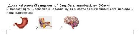 Назвати органи зображені на малюнку та вказати до яких систем органів людини вони