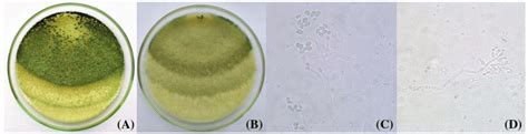 Macromorphology And Micromorphology Of Trichoderma Fungi On Oa After 7 Download Scientific