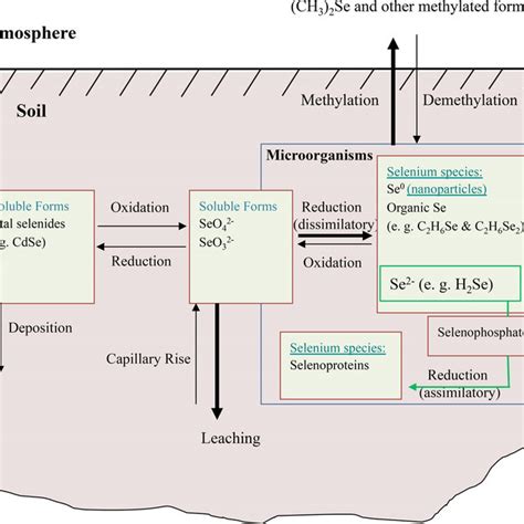Pdf Microbial Transformations Of Selenium Species Of Relevance To Bioremediation