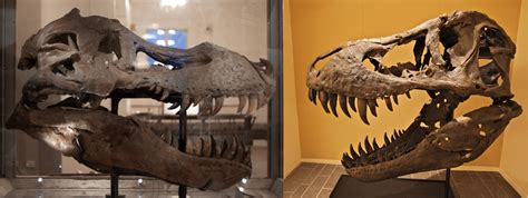 Understanding The Fossil Record Bias Part I Fossilizations Influencing Factors Rex Machina