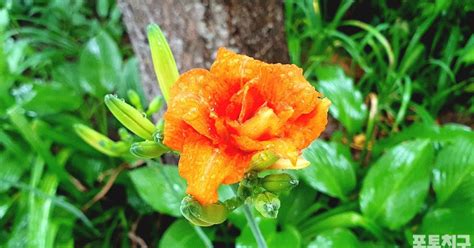 포토친구 여름비 맞은 겹원추리꽃