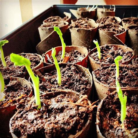 Toilet Paper Roll Seedlings Plant Right Into The Ground