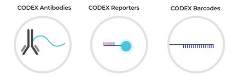 Công Nghệ đồng Phát Hiện Bằng Mã Vạch Codex Co Detection By Indexing