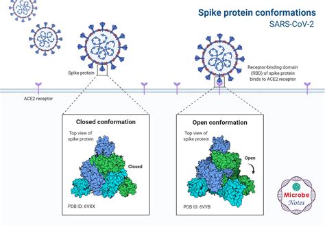 Sars Cov 2 Structure And Genome Key Proteins And Rna Features