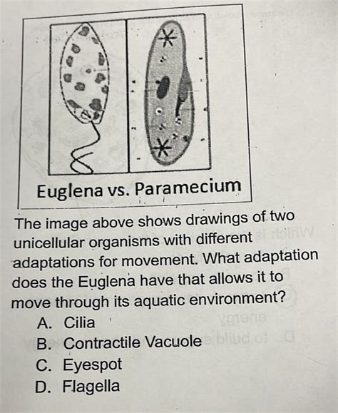 Euglena Vs Paramecium The Image Above Shows Drawings Of Two