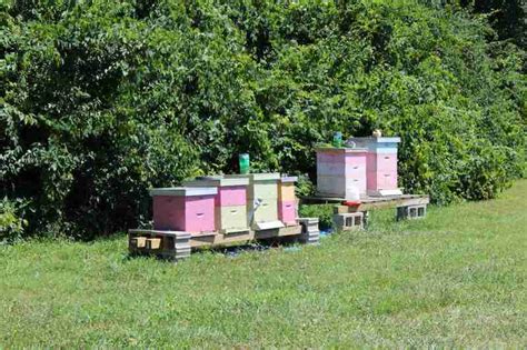 How To Move A Bee Hive With Gently Sustainable