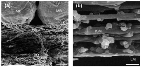 Eggshell Membrane As A Biomaterial For Bone Regeneration Pmc
