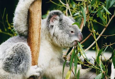 El Ojo Del Buitre Koala Phascolarctos Cinereus