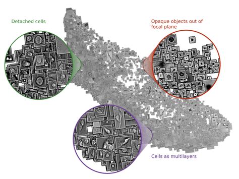 Artifacts Are Heterogeneous And Range In Shapes And Sizes A Umap