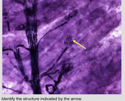 Histology Practical 1 Flashcards Quizlet