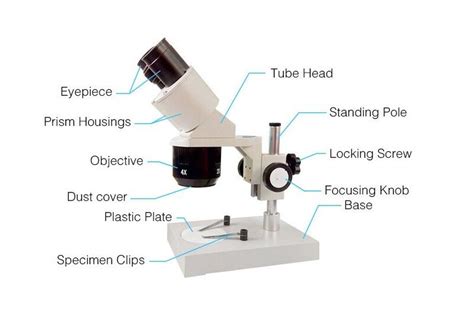 Dissecting Microscope Specimen
