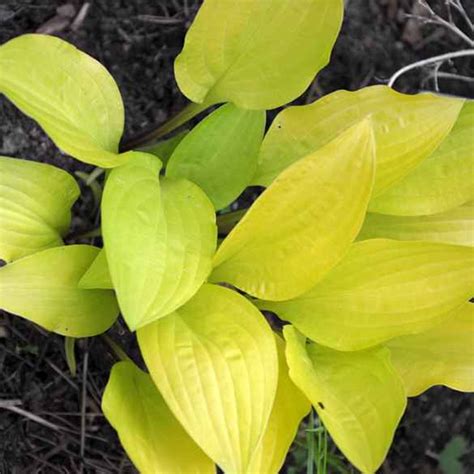 Хоста «Gold Standard» 350 руб, купить, фото, описание