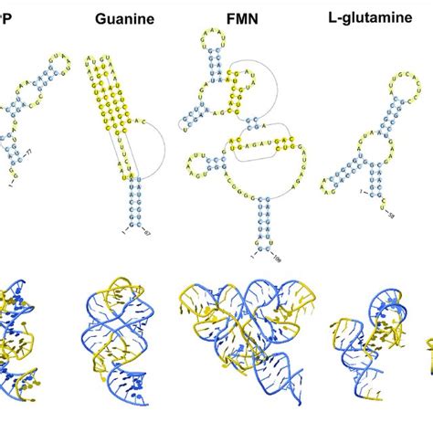 Secondary And Tertiary Structures Of Known Riboswitches Download Scientific Diagram