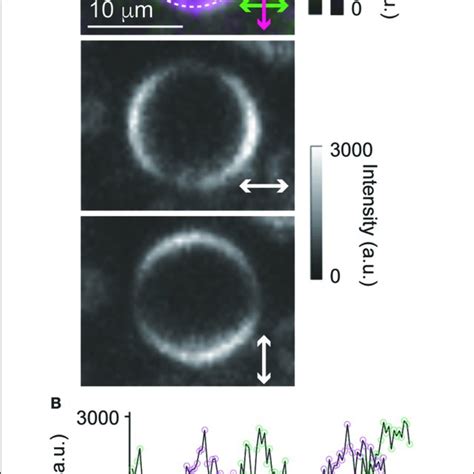 A Polarization Resolved Two Photon Excitation Fluorescence Images
