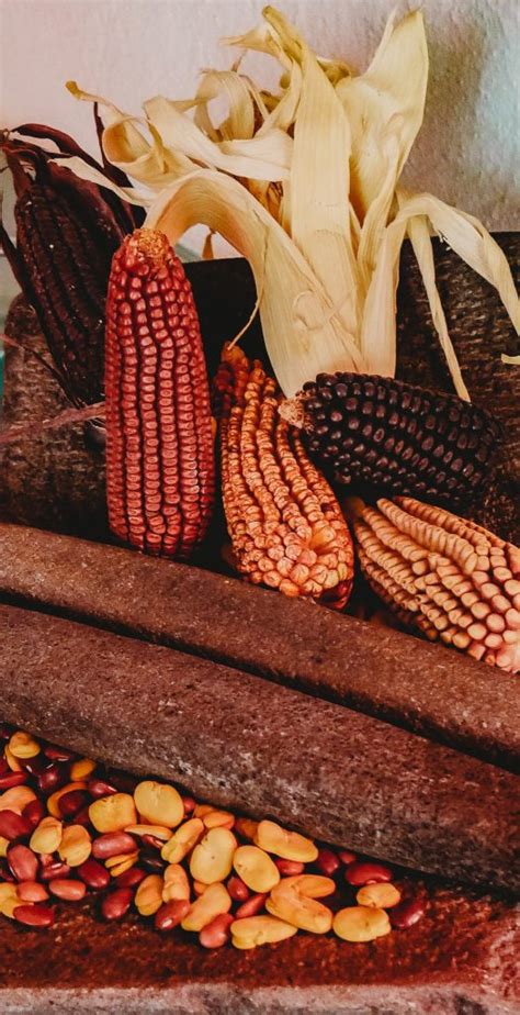 Wild Corn