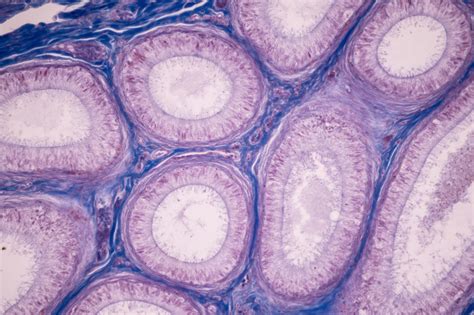 Cells In The Human Body