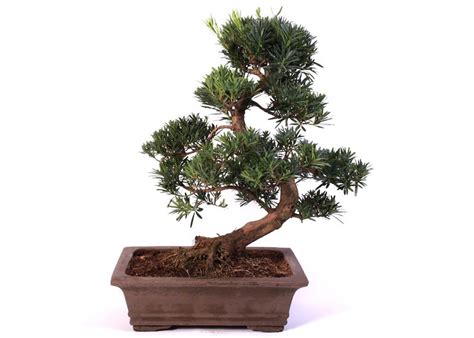 Bonsai Podocarpus Garden At Harold Herron Blog