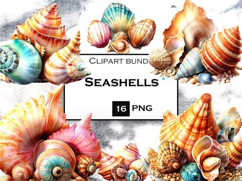 Seashell Clipart Bundle Seashell Svg Ocean Clipart In Png Etsy