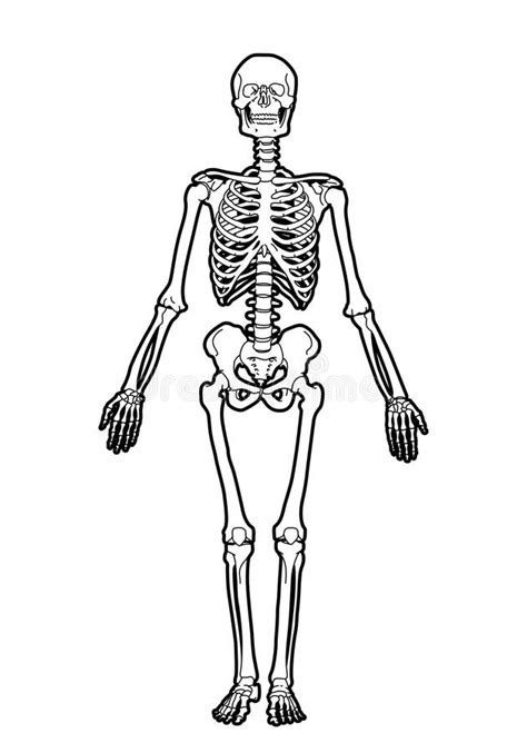 Unit 3 Skeletal System Bone Identification Diagram Quizlet