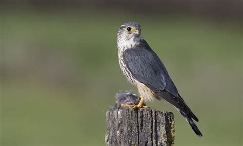 What Does A Merlin Bird Sound Like At Trent Ragland Blog