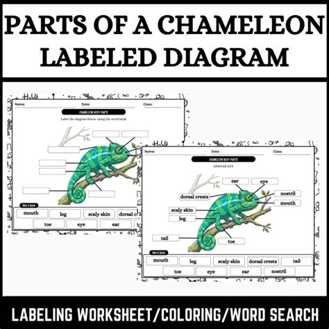 Chameleon Anatomy Labeling Parts Of A Chameleon Diagram Color