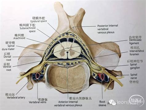 【雷霆解剖系列】脊髓解剖 脑医汇
