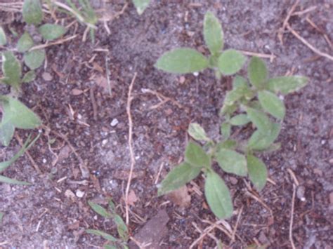 Central Florida Lawn Weed Houzz Forum