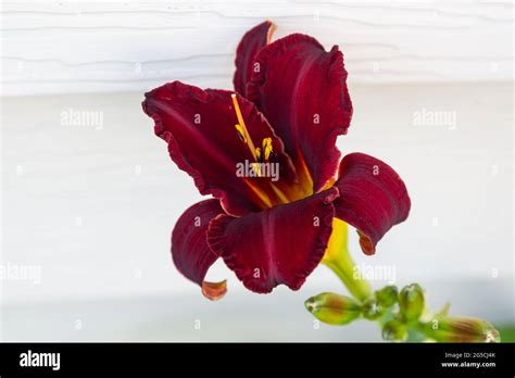 A Red And Yellow Lily Blooming In The Lily Garden Stock Photo Alamy