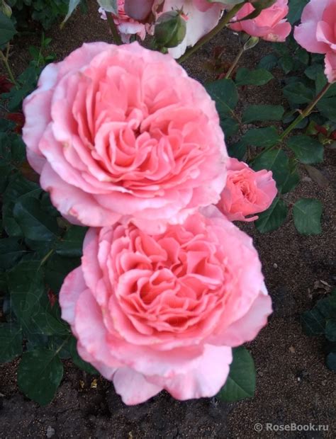 Галерея Laurent Cabrol Maslaucab Энциклопедия роз