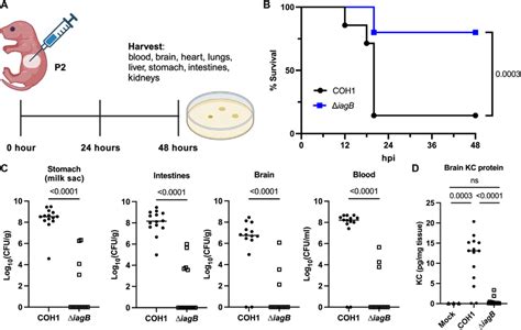 Murine Neonatal Gbs Meningitis Model Via Gi Colonization A Schematic Download Scientific