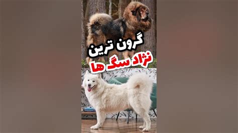 گرون ترین نژاد سگ های دنیا Youtube