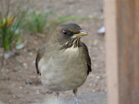 Bird Birds Birding Foto Gratuita No Pixabay