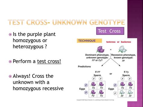 Ppt Test Cross Unknown Genotype Powerpoint Presentation Free