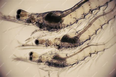 Premium Photo Closeup Gills Of Shrimp Under Light Microscope Shrimp