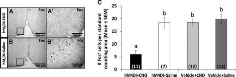 Dreadd Induced Silencing Of The Medial Olfactory Tubercle Disrupts The