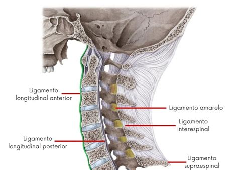 Anestesia Peridural Definição Diagnóstico E Tratamento