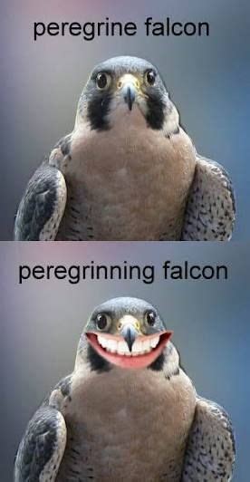 Peregrine Falcon Bird Memes