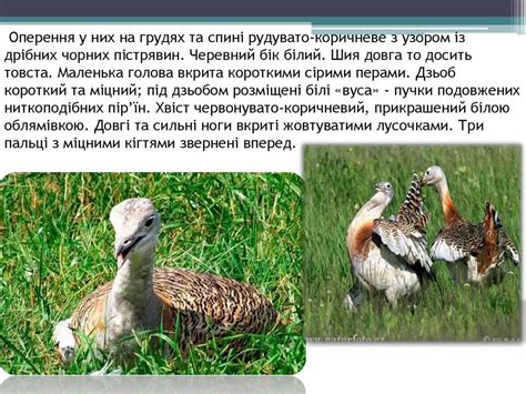 Дрохва Тварина з Червоної Книги України Online Presentation