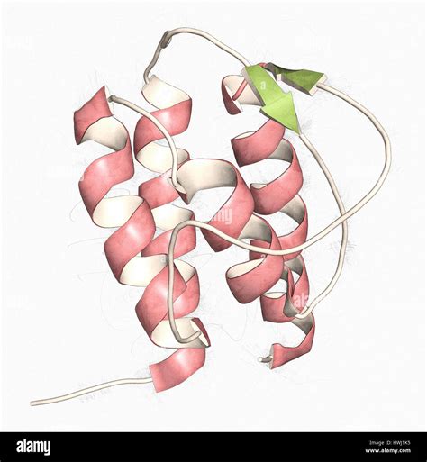 Interleukin 13 Il 13 Cytokine Protein 3d Illustration Cartoon Representation With Secondary