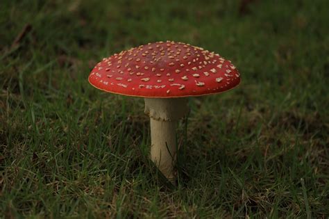 Toad Mushroom Fungus Free Photo On Pixabay Pixabay