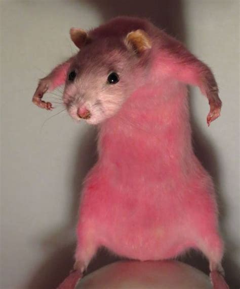 A Pink Rat Sitting On Top Of A Persons Head And Looking At The Camera