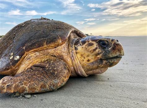 8 Mind Blowing Things You Didnt Know About Loggerhead Sea Turtles On