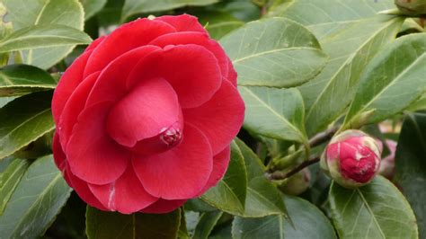 Japanese Roses Unique And Elegant With Worldwide Shipping Moldavian