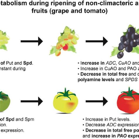 Pdf Polyamine Metabolism In Climacteric And Non Climacteric Fruit