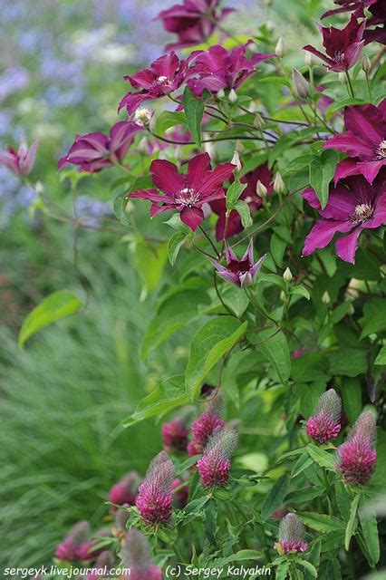 Неделя в саду: 12 - 18 июня: sergeyk — LiveJournal