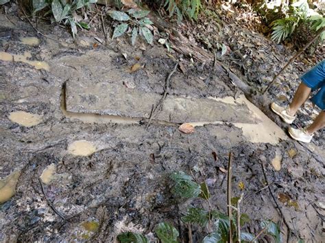 Trans Gunung Angsi Bukit Putus To Ulu Bendul Loop Meowtainpeople