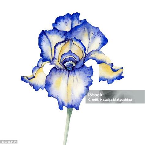 아이리스 플라워 흰색 배경에 격리 된 손 수채화 그림 웨딩 인쇄물 초대장 축하 클립아트 엽서 생일을 위한 디자인 붓꽃에 대한