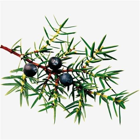 Juniper Tree Vector Art