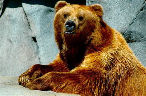 Thers A Bear Inside Ur Stomach By Kittyxc On Deviantart