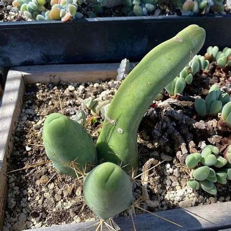 27 Shocking Plants That Look Like Penis Balcony Garden Web